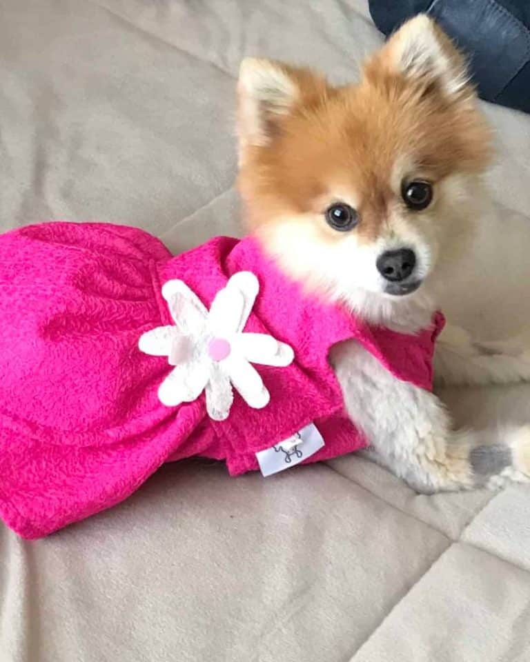 Mascot – Foxy The Pomeranian - Sure Thing Home Inspections