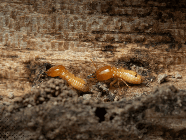 Home Inspection in Buford, GA: Termite Warning Signs